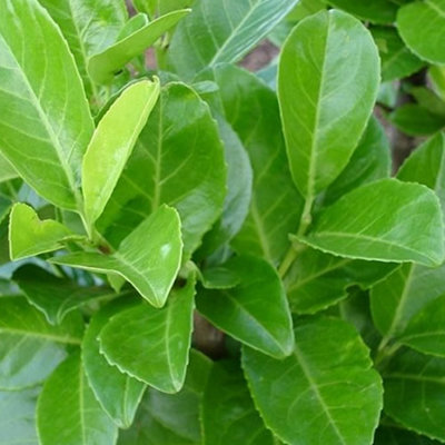 Prunus Rotundifolia - Evergreen Cherry Laurel Hedging Plants, Hardy ...