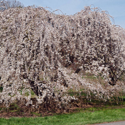 Prunus Shidare-Yoshino Tree - White Flowers, Vibrant Autumn Foliage ...