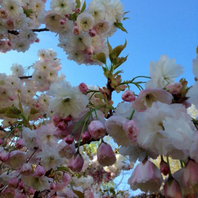 Prunus Shogetsu Tree - Pinkish-White Flowers, Vibrant Autumn Foliage (5 ...