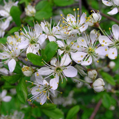 Prunus spinosa 'Blackthorn' Bare Root Hedge Hedging Tree Plants (2-3ft ...