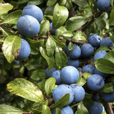 Prunus spinosa 'Blackthorn' Bare Root Hedge Hedging Tree Plants (2-3ft ...