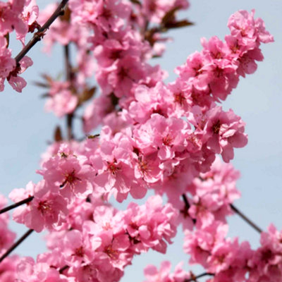 Prunus Spring Glow Tree - Bright Pink Flowers, Vibrant Foliage, Hardy ...