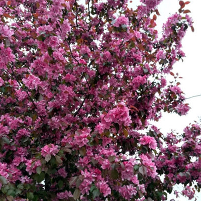 Prunus Spring Glow Tree - Bright Pink Flowers, Vibrant Foliage, Hardy ...
