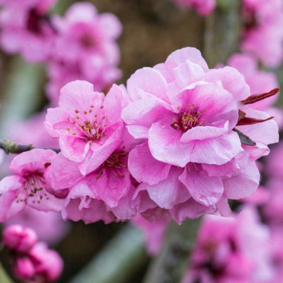 Prunus Spring Glow Tree - Bright Pink Flowers, Vibrant Foliage, Hardy ...