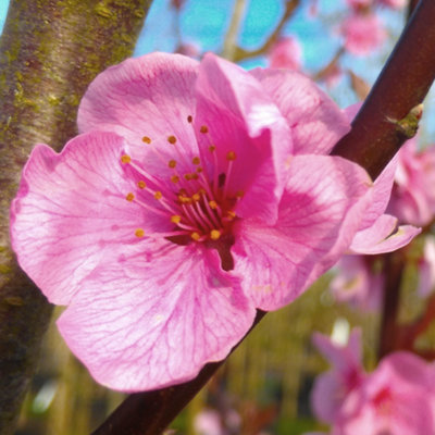 Prunus Spring Glow Tree - Bright Pink Flowers, Vibrant Foliage, Hardy ...