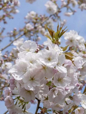 Prunus Sunset Boulevard Flowering Cherry Tree 5-6ft Tall Supplied in a ...