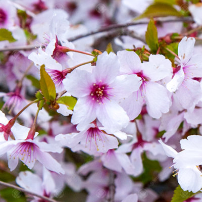 Prunus The Bride Tree - Elegant White Flowers, Low Maintenance, Hardy ...