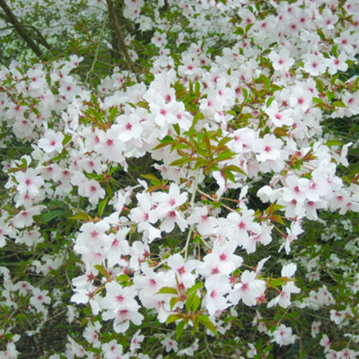 Prunus The Bride Tree - Elegant White Flowers, Low Maintenance, Hardy ...
