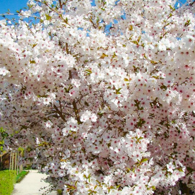 Prunus The Bride Tree - Elegant White Flowers, Low Maintenance, Hardy ...