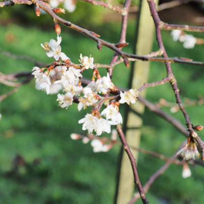 Prunus The Bride Tree - Elegant White Flowers, Low Maintenance, Hardy ...