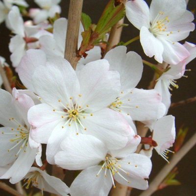 Prunus The Bride Tree - Elegant White Flowers, Low Maintenance, Hardy ...