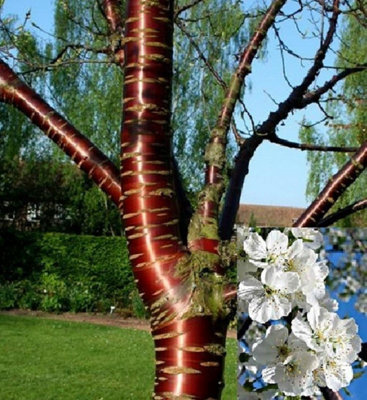Prunus Tibetica Birch Bark Cherry Tree 6ft Tall Supplied in a 12 Litre ...