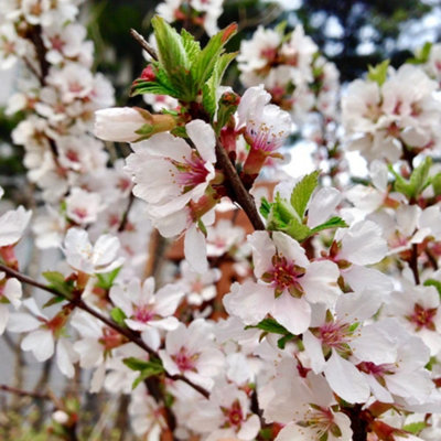 Prunus tomentosa Downy Cherry - Pink Blossom Edible Red Fruit Hardy ...
