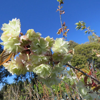 Prunus Ukon Tree - Creamy-Yellow Flowers, Compact, Low Maintenance (5-6ft)