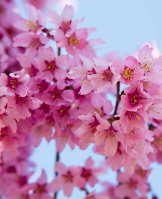Prunus x incam Okame - Ornamental Cherry 1 x 9cm pot