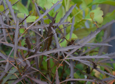 Pseudopanax Bronze Eagle 9cm potted half hardy shrub