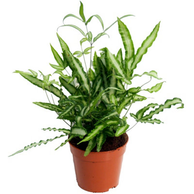 Pteris Albolineata - Cretan Brake Fern, Indoor Plant in 12cm Pot, Low ...