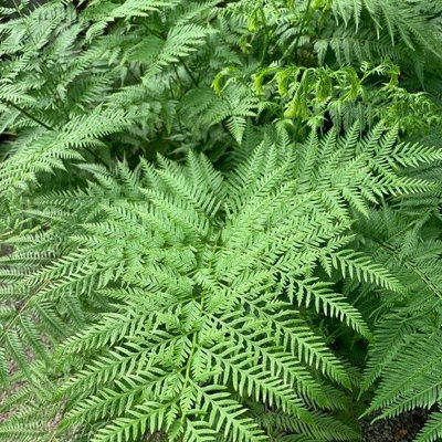 Pteris tremula Half hardy Fern plug plant