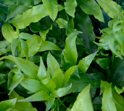 Pteris umbrosa half hardy Fern plug plant