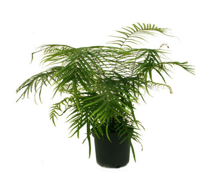 Pteris vittata Half hardy Fern plug plant