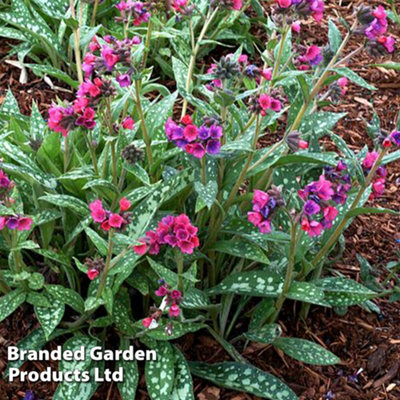 Pulmonaria Raspberry Splash 1 Litre Potted Plant x 1