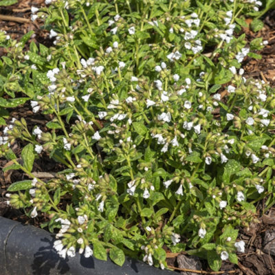 Pulmonaria Sissinghurst White 1 Litre Potted Plant x 1