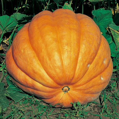 Pumpkin Dills Atlantic Giant by Kings Seeds at B&Q