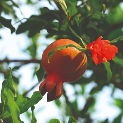 Punica granatum Pomegranate Tree - Ornamental Deciduous Shrub Orange ...