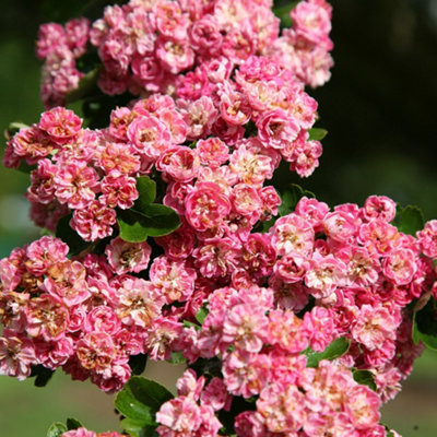 PUNICEA FLORE PLENO DOUBLE PINK HAWTHORN TREE CRATAEGUS 9L POT 2M - 2.5M