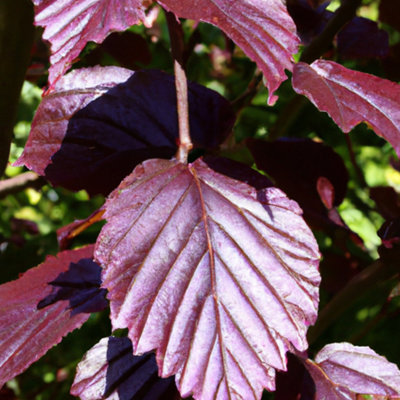 Purple Filbert (Corylus maxima) Tree - 7Ltr Potted