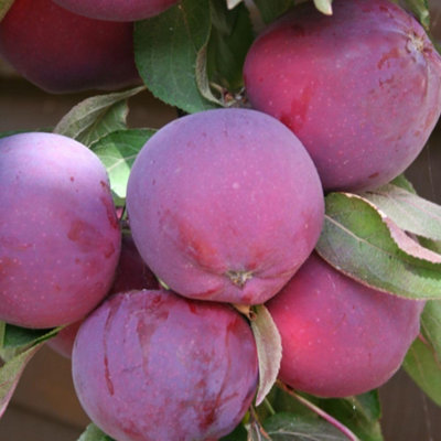 Purple Haze Columnar Apple Tree - 2 Bare Roots (M26) - Self-Fertile ...