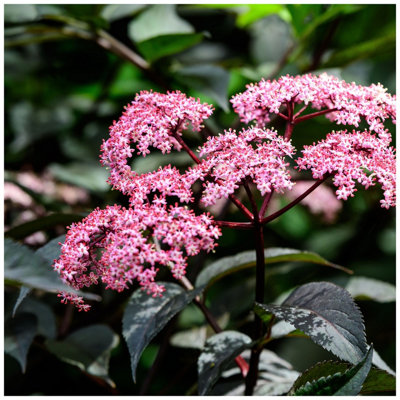 Purple Leaved Elder Flower / Sambucus Nigra 'Black Lace' in 2L Pot ...