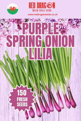 Purple Lilia Spring Onion Seeds for Vegetable Garden Growing
