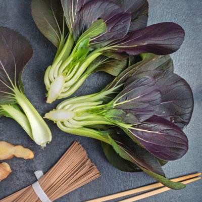 Purple Rain Pak Choi F1 Hybrid Seeds - Hardy Annual with Vibrant Purple ...