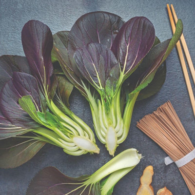 Purple Rain Pak Choi F1 Hybrid Seeds - Hardy Annual with Vibrant Purple ...