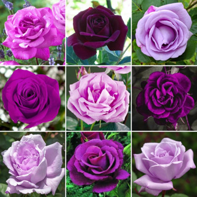 Purple Rose - Outdoor Plant, Stunning Colour, Ideal for Gardens ...