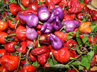 Purple UFO Chilli Seeds - 10 Fresh Seeds