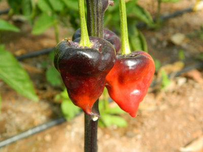 Purple UFO Chilli Seeds - 10 Fresh Seeds
