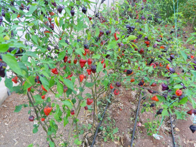 Purple UFO Chilli Seeds - 10 Fresh Seeds