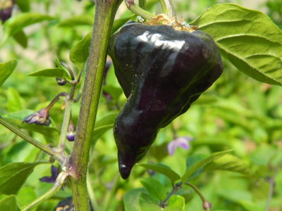 Purple UFO Chilli Seeds - 10 Fresh Seeds