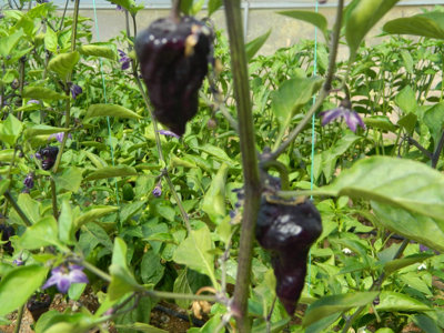 Purple UFO Chilli Seeds - 10 Fresh Seeds