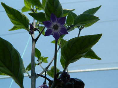 Purple UFO Chilli Seeds - 10 Fresh Seeds