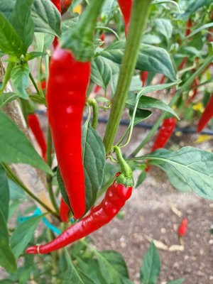 Pusa Jwala Chilli Seeds - 10 Fresh Seeds