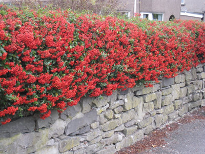 Pyracantha Red 60cm Height Evergreen Hedge Plant Pack of 6