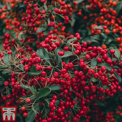 Pyracantha Red Column 3 Litre Potted Plant x 1
