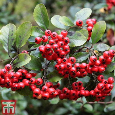 Pyracantha Red Column 9cm Pot x 2 Inc: