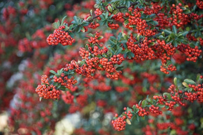 Pyracantha Red Column Evergreen Shrub 5-6ft Extra Large Instant Impact ...