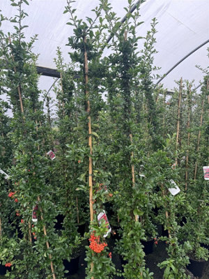 Pyracantha Red Column Evergreen Shrub Plant 5-6ft Extra Large Supplied ...