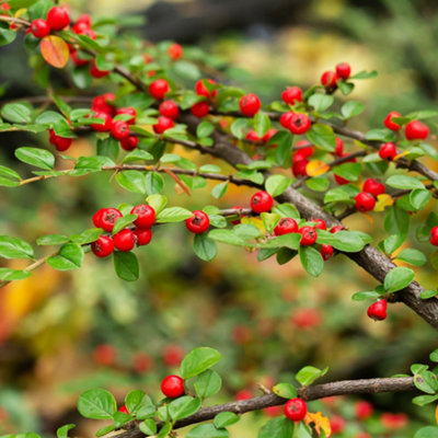 Pyracantha Red Column Garden Plant - Vibrant Red Berries, Compact ...