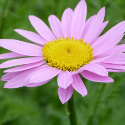 Pyrethrum T&M Single Mixed 1 Packet